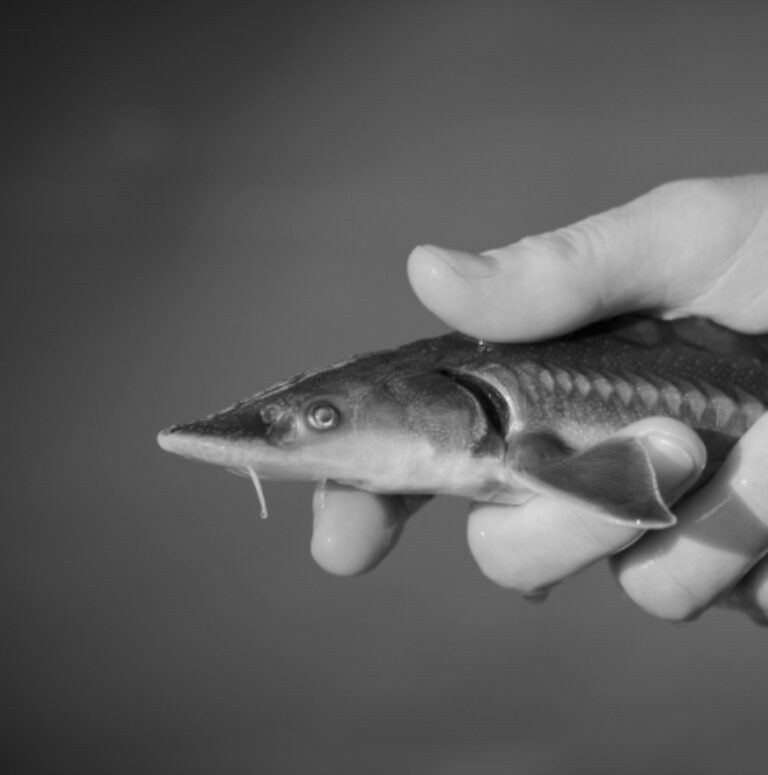 About Us - Calvisius | Caviale sostenibile