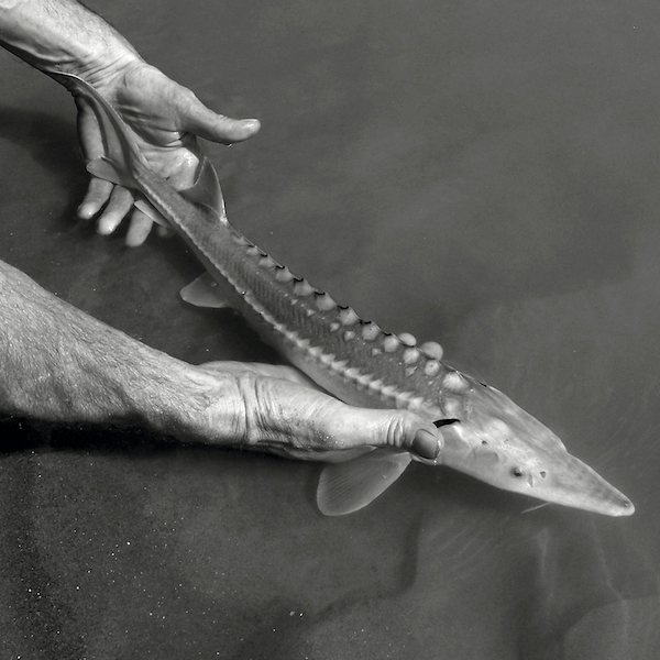 Sturgeons, living fossils - Calvisius | Caviale sostenibile