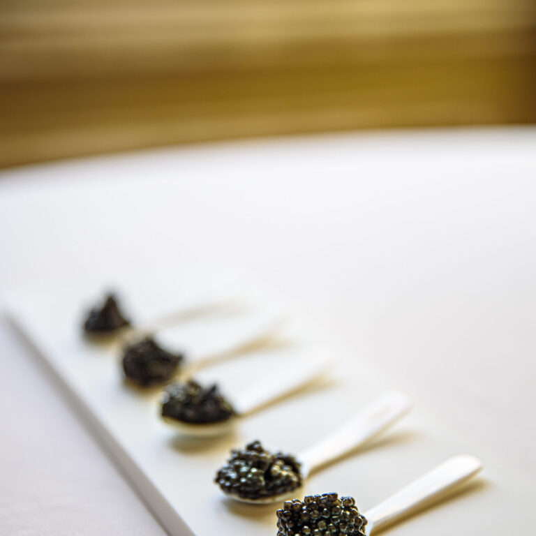 Sturgeons, living fossils - Calvisius | Caviale sostenibile